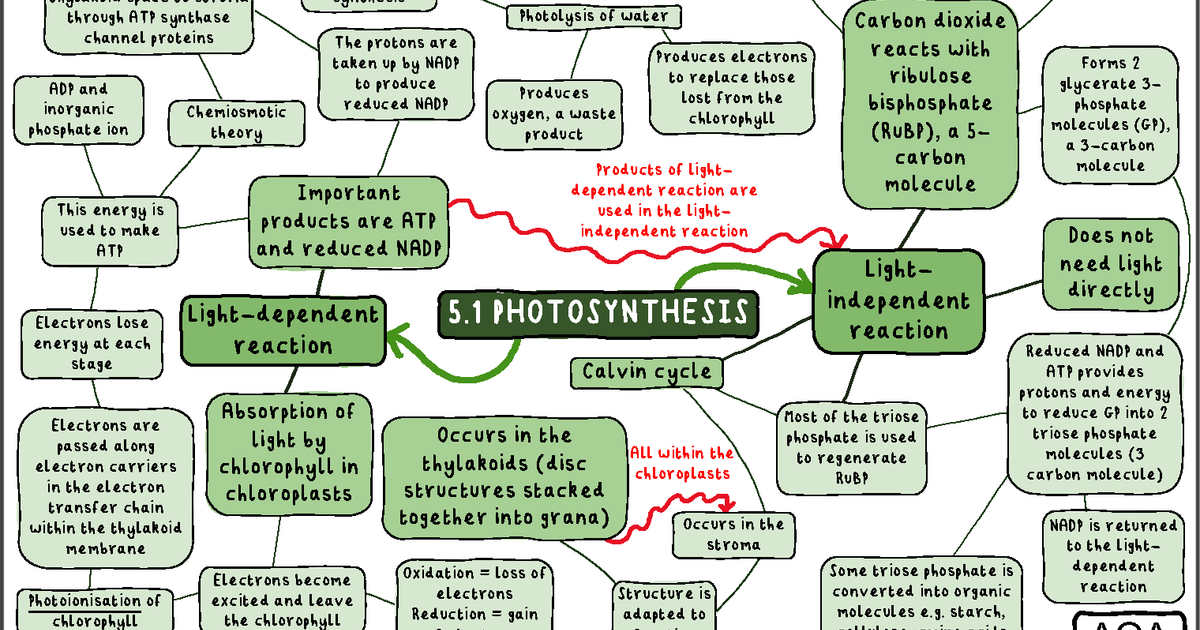 Mind Maps - Energy Transfer between Organisms - AQA - PMT Education