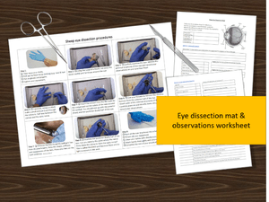 Eye Dissection - Mat and Observations Sheet - PMT Education